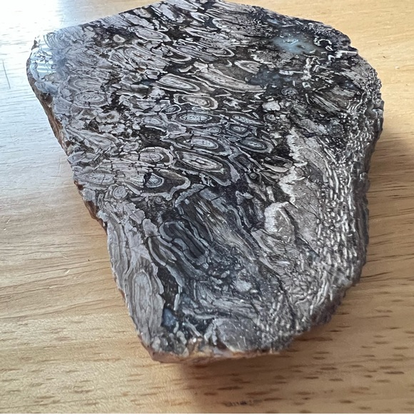 Accents | Rare Natural Palm Root Fossil Stone Slab Rock Crystal | Poshmark